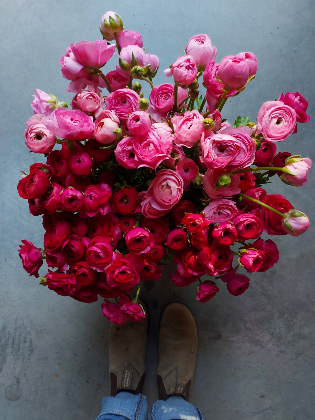 How to Grow Ranunculus – Stone Meadow Gardens