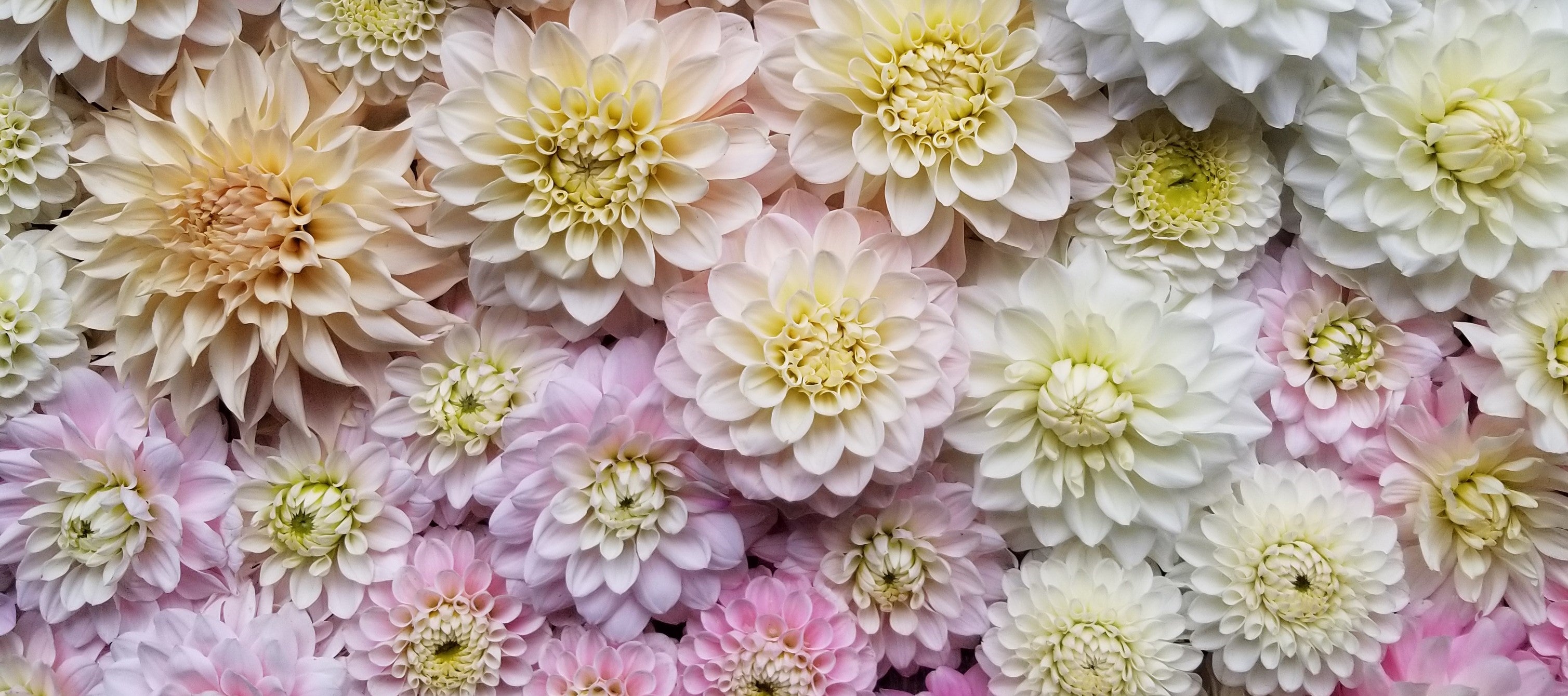 Choosing Dahlia Varieties for your cut flower garden – Stone Meadow Gardens