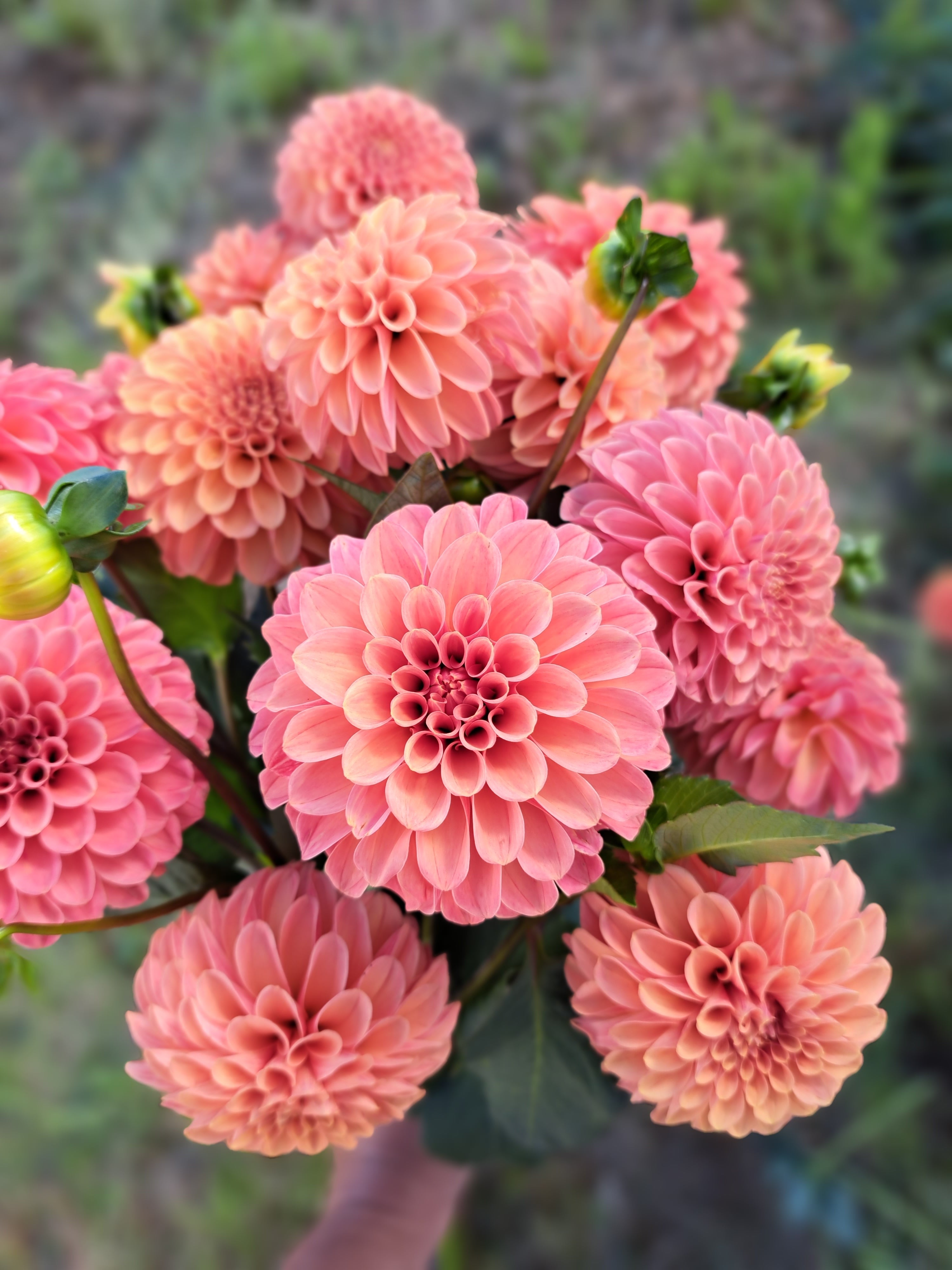 Dahlia Rose Toscano – Stone Meadow Gardens