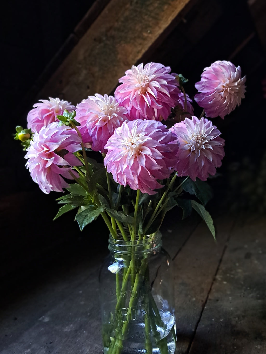 Dahlia Verrone's DF – Stone Meadow Gardens