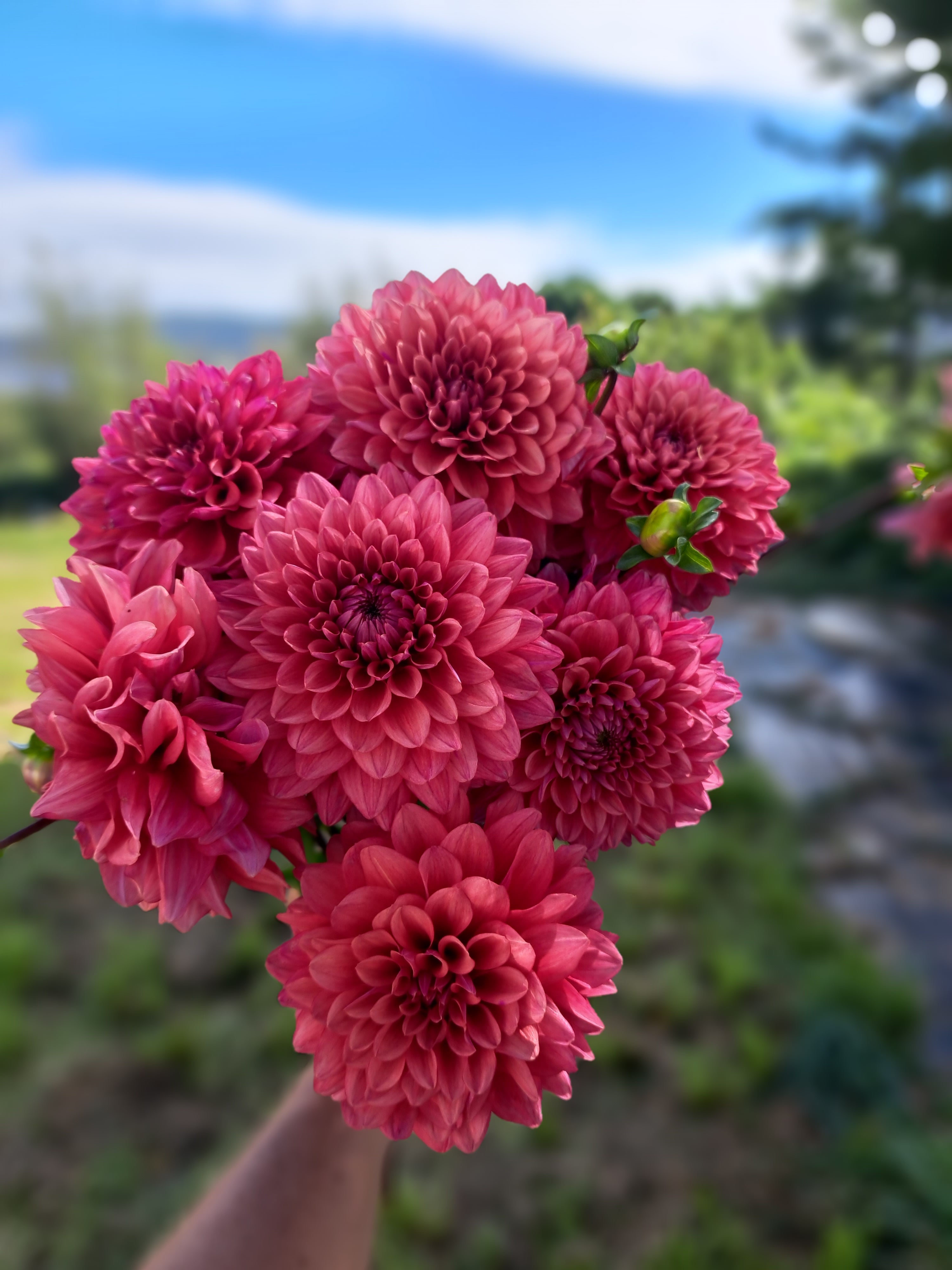 Dahlia Mystique – Stone Meadow Gardens