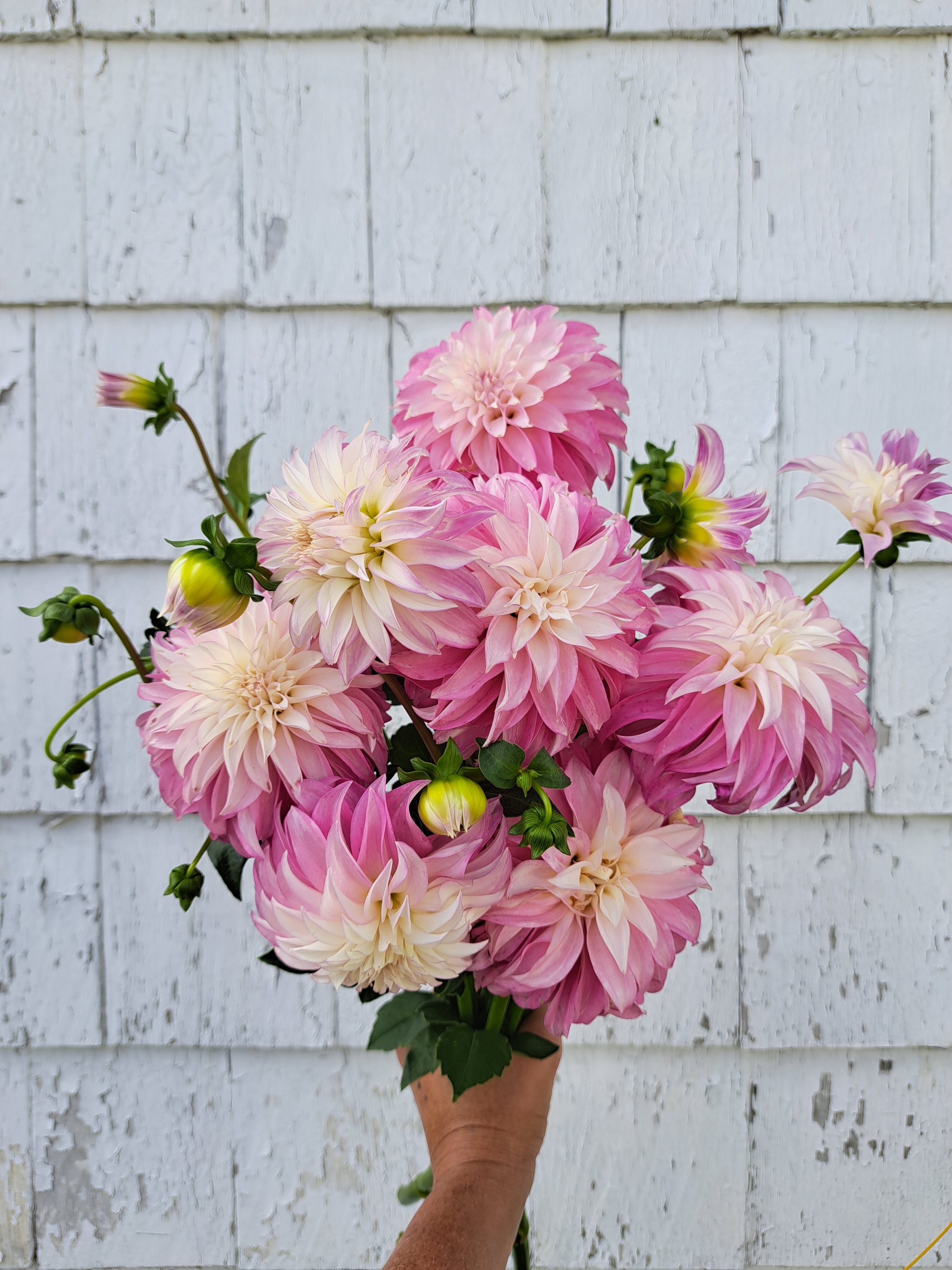 Dahlia Verrone's DF – Stone Meadow Gardens