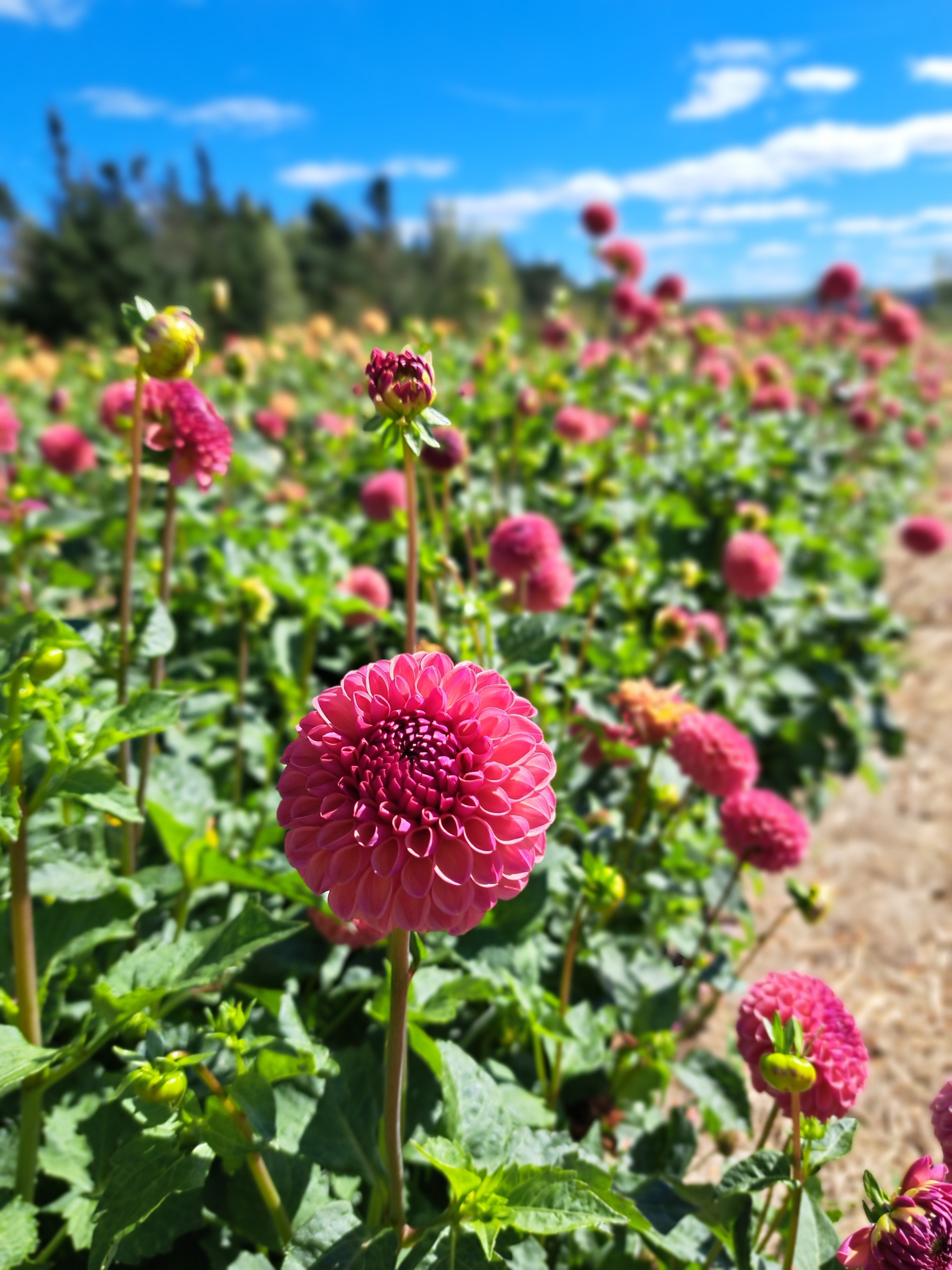 Dahlia Amethyst Glow – Stone Meadow Gardens
