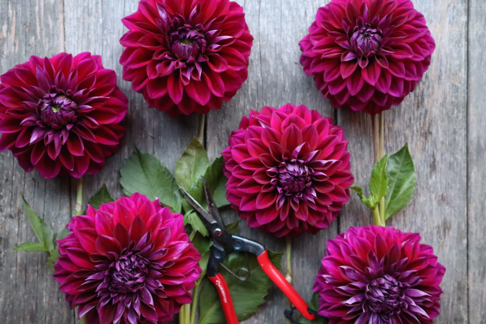 Dahlia Diva – Stone Meadow Gardens
